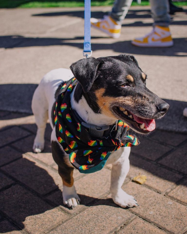 Salem Pride in the Park 2024 - Salem Capital Pride